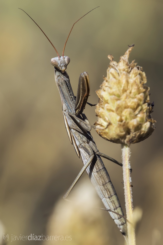 Bichos y plantas de León: Mantis religiosa