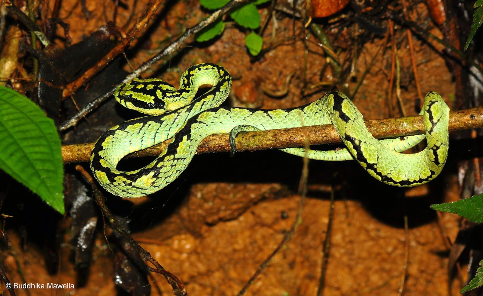 Lanka Nature Summary: Sri Lankan Green Pit Viper (Trimeresurus ...