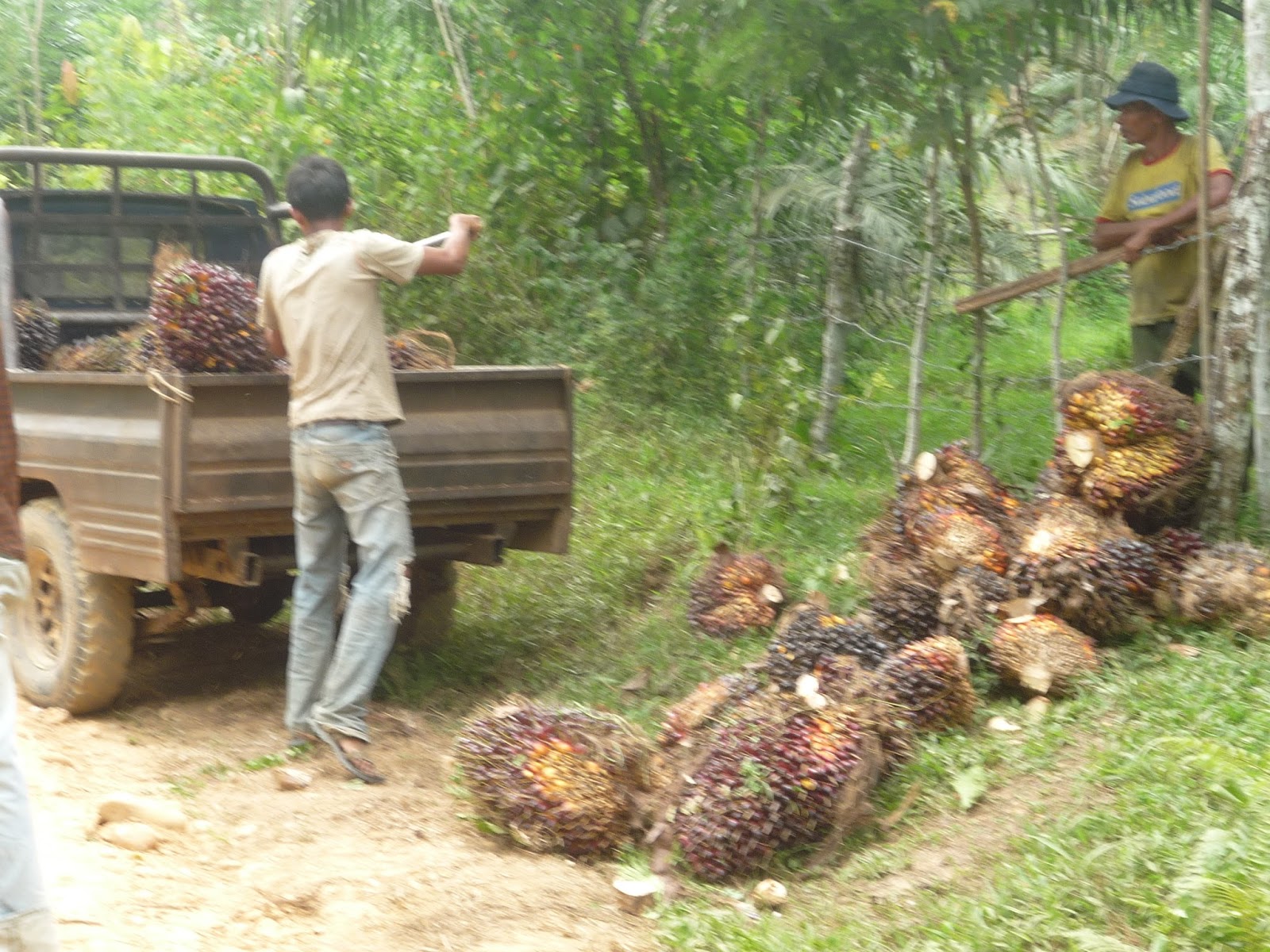 Hasil Alam ( Kelapa Sawit)