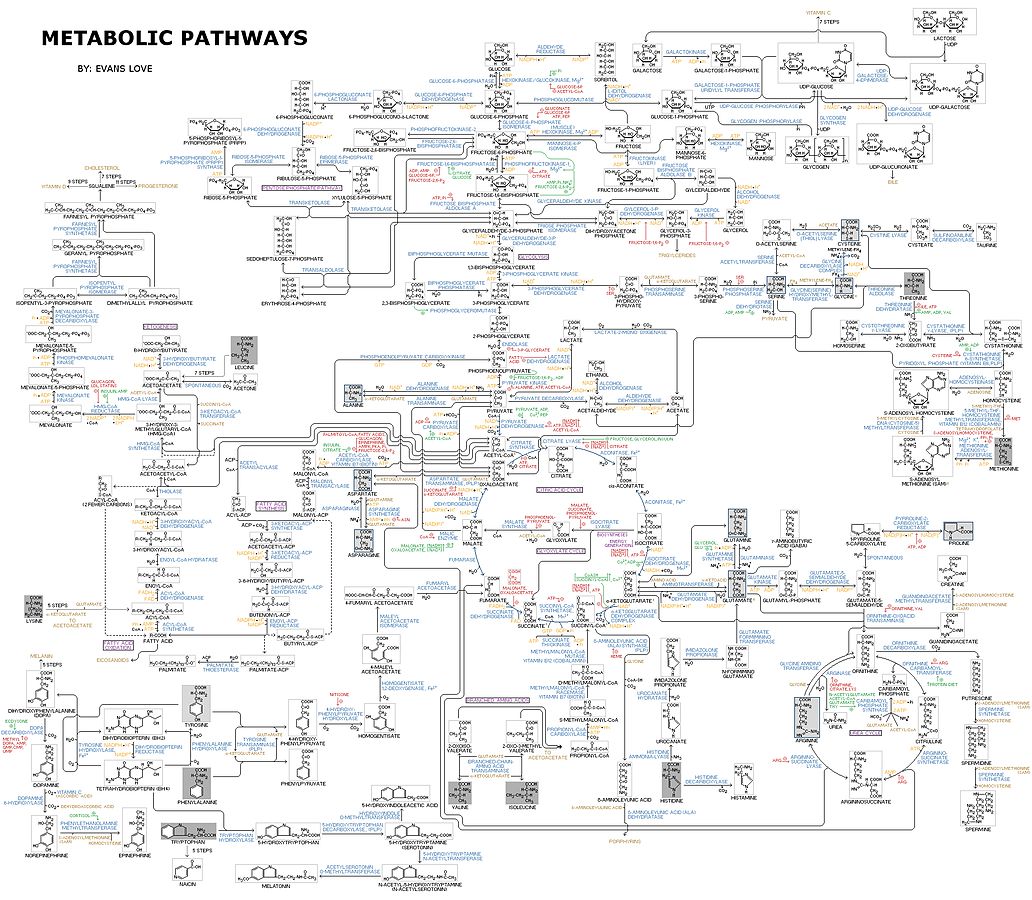 Fat Protein Carb's: Calories