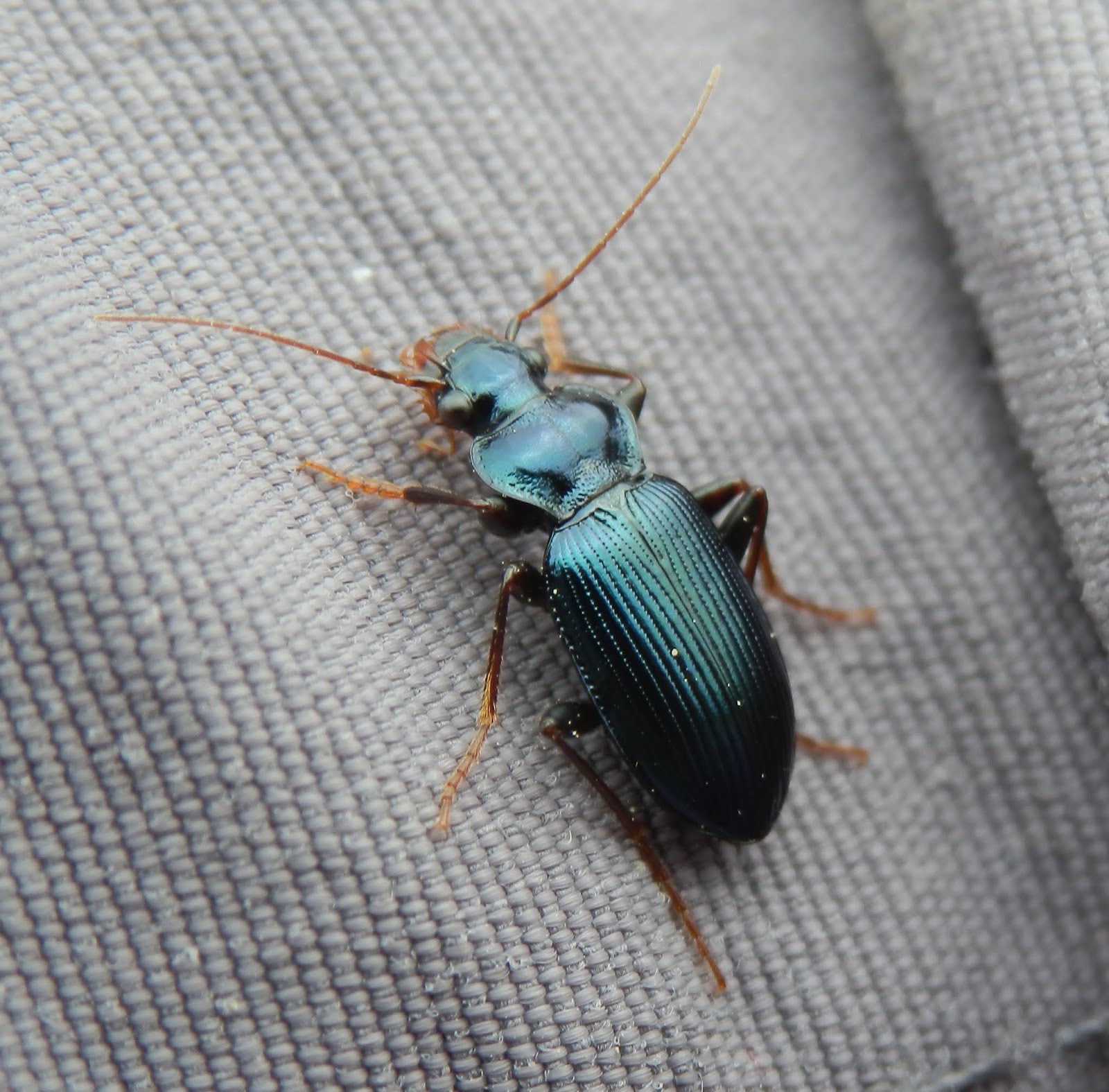 Ground Beetle
