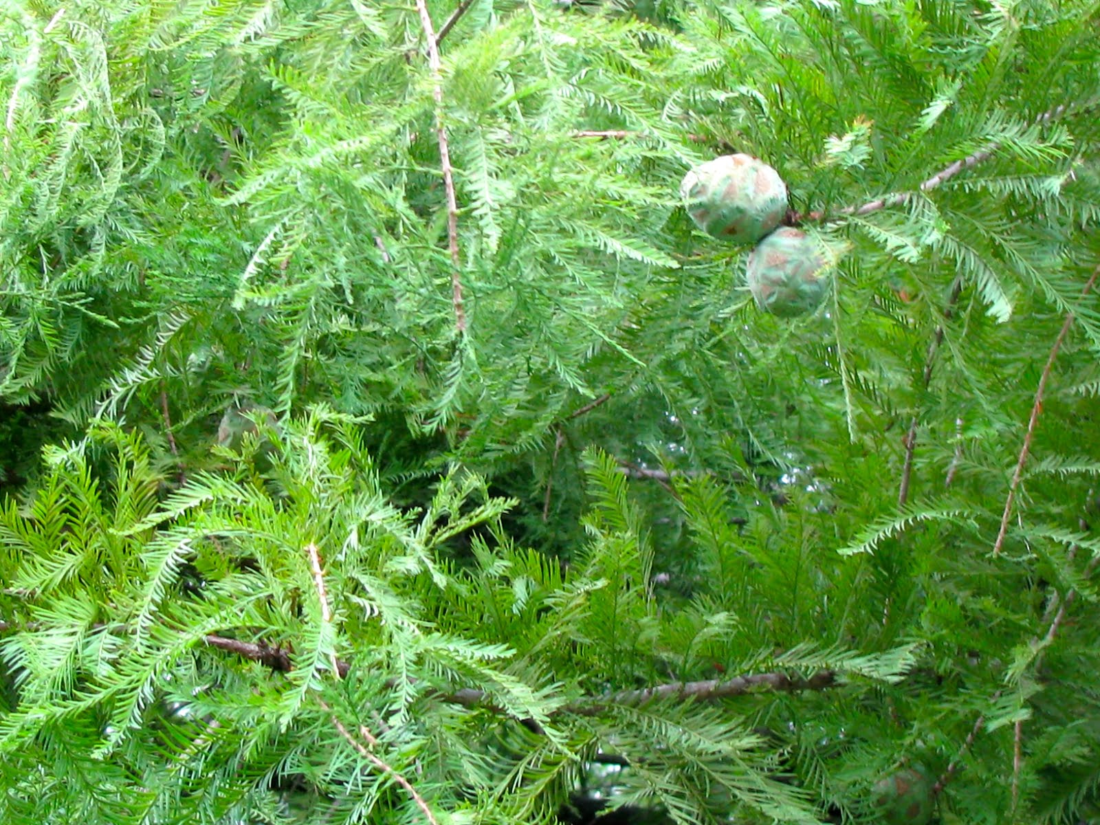 A Grave Interest: Cedars in the Cemetery
