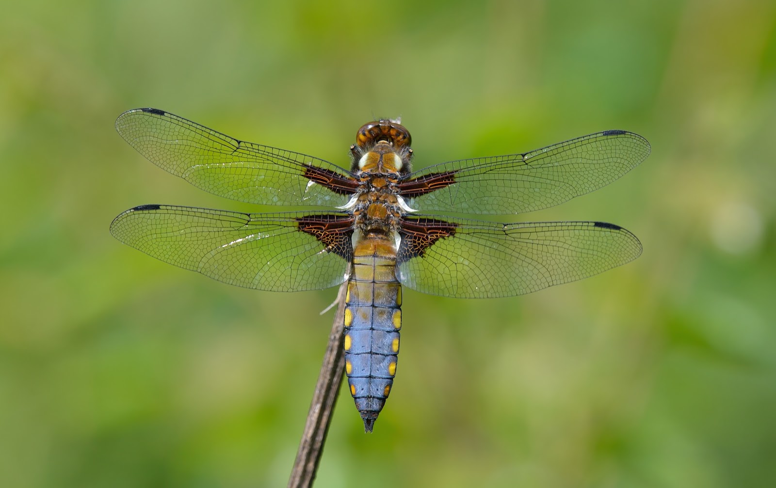 Bob's Butterfly and Bird Blog: Not So 'Common' Club-tail.