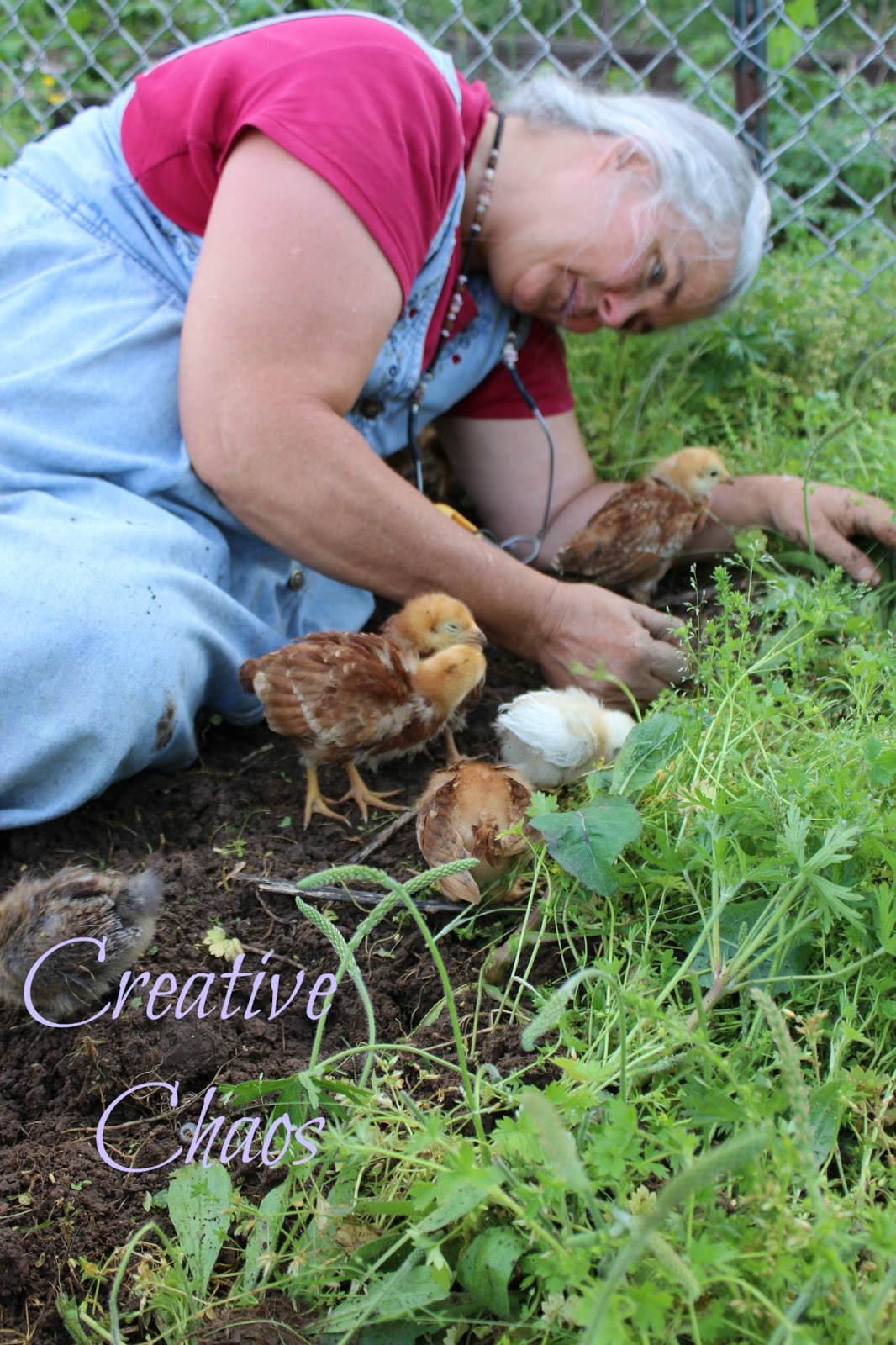 Creative Chaos: New Flock Mates