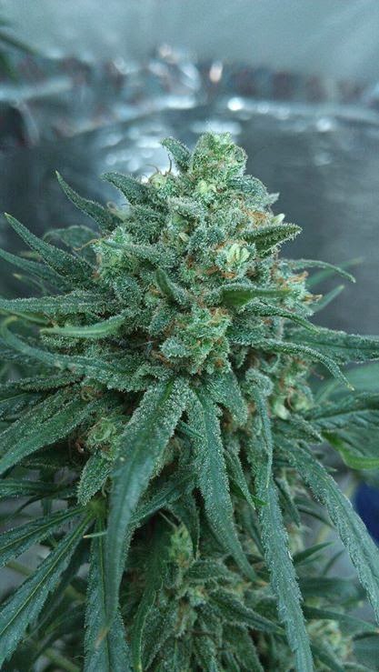 smokeeverytimeandeverywhere: marjiuana