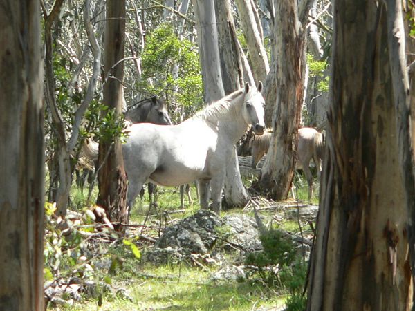 Silver Brumby - Alchetron, The Free Social Encyclopedia
