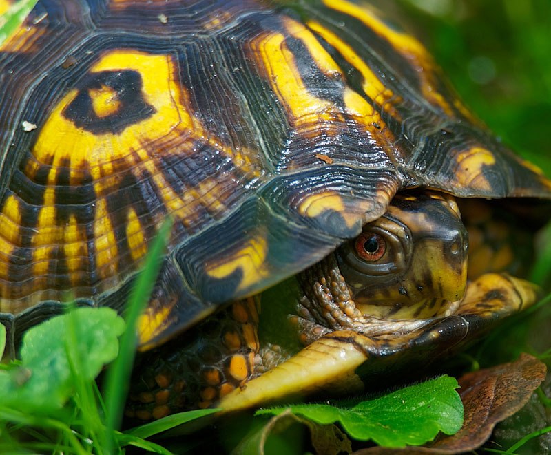 Red and the Peanut: An Eastern Box Turtle among a flurry of autumn ...