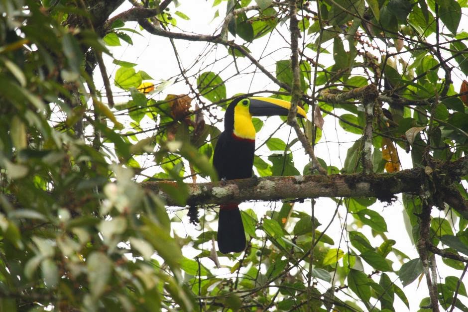 Tierra de tucanes y pájaros carpinteros: Tucán del Chocó (Ramphastos ...