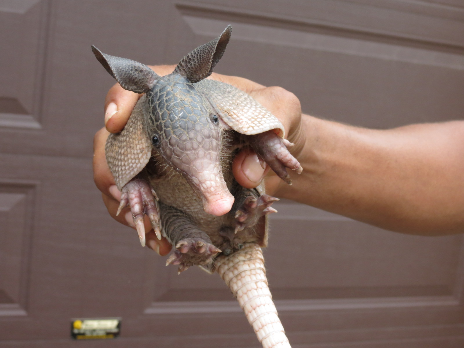 YOUTH AND BIODIVERSITY: Baby Armadillo (Panama)