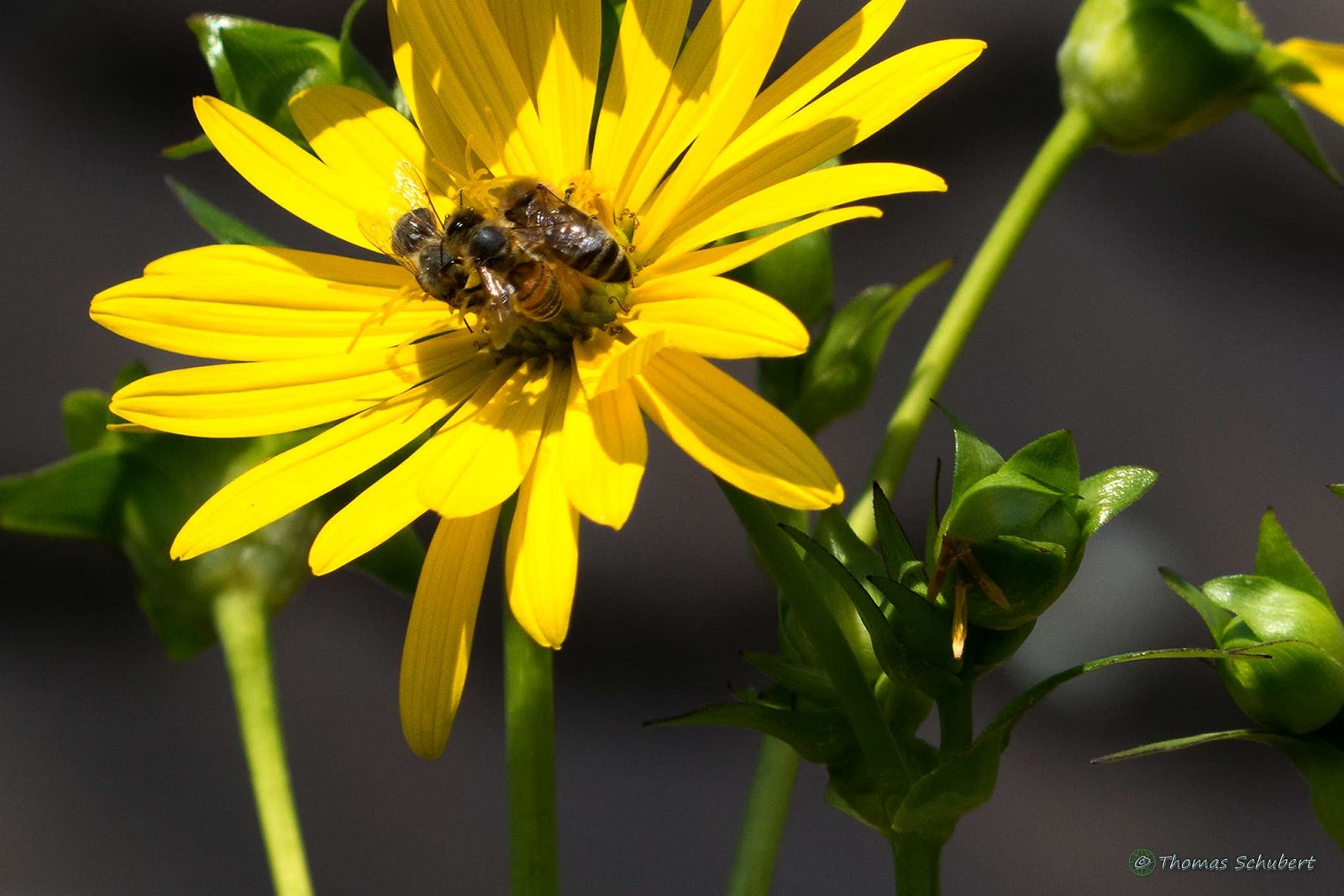 Natur Neu Sehen: Experiment mit der Durchwachsenen Silphie (Silphium ...