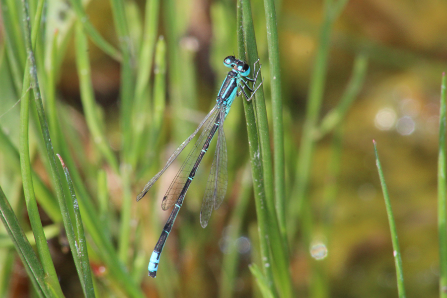 The Naturalest Naturalist: Winged Wonders
