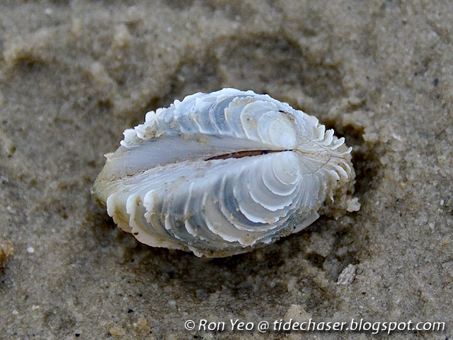 tHE tiDE cHAsER: Heterodont Bivalves (Phylum Mollusca: Subclass ...