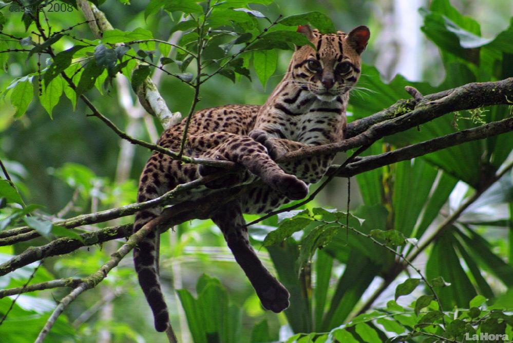 Ecuador Maravilloso: Fauna y Flora