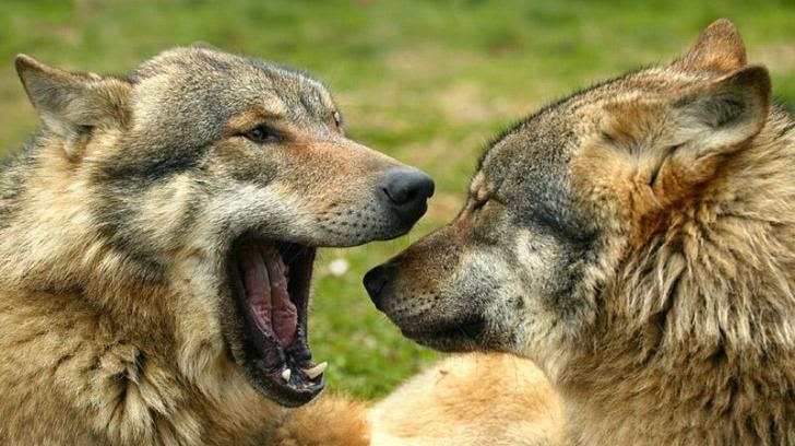White Wolf : Scientists Claim That Wolf Yawning Is Contagious. Let's ...