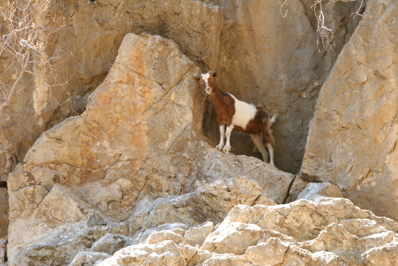 EXPLORE MOUNTAINS: ΠΕΖΟΠΟΡΙΑ ΤΣΟΥΤΣΟΥΡΑΣ - ΜΑΡΙΔΑΚΗ - ΑΓΙΟΣ ΝΙΚΗΤΑΣ