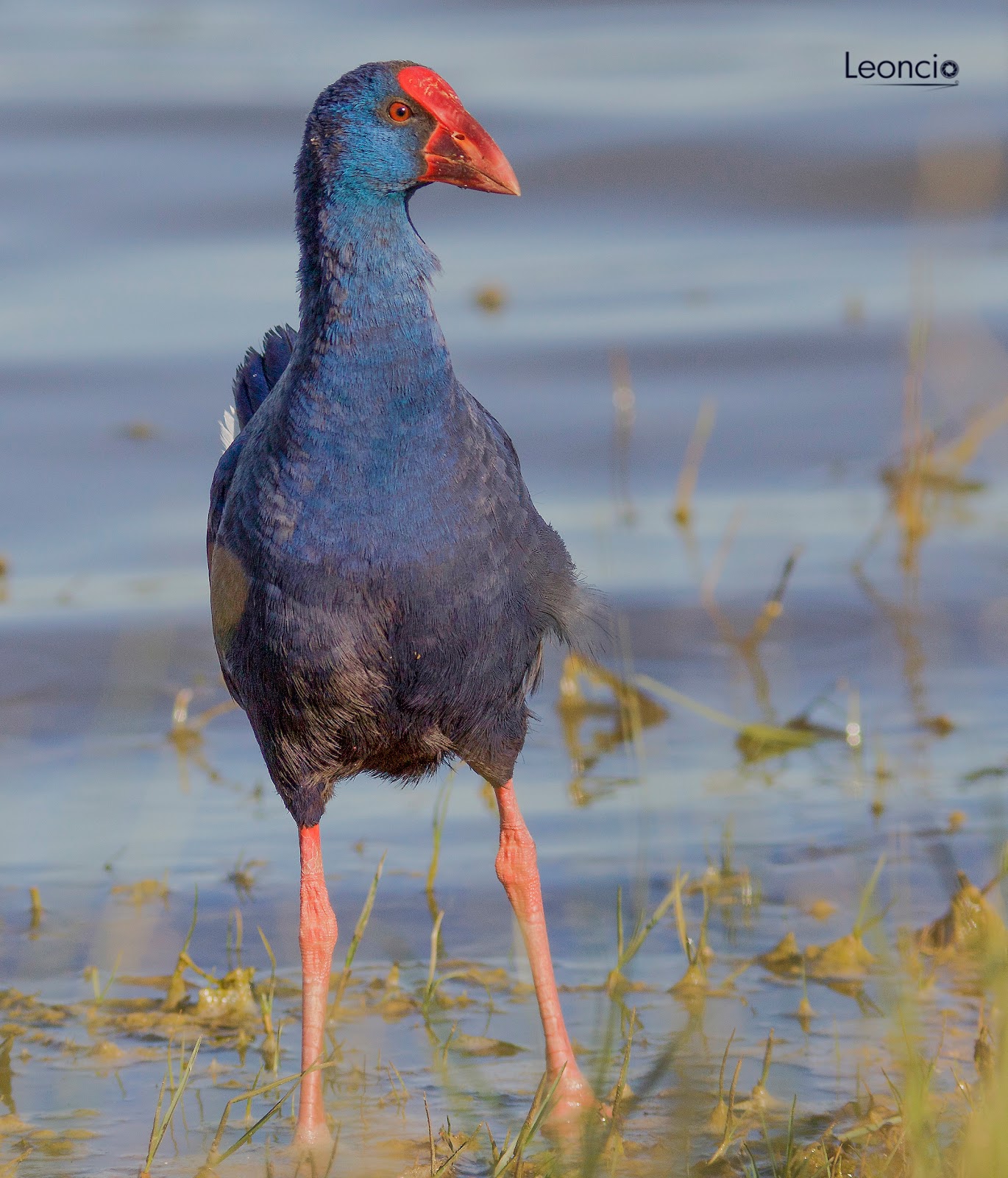 FOTOGRAFÍA Y NATURALEZA EN ANDALUCÍA: DIGISCOPING-CALAMÓN COMÚN ...