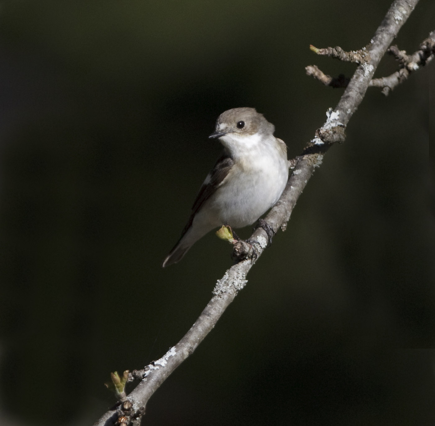 pewit: Pied Flycatcher 2cy male