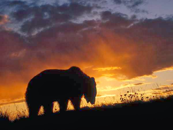 Strongheart: Mary Oliver: Spring