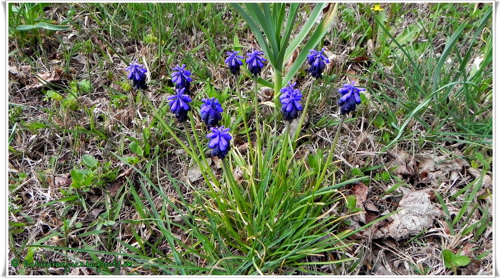 NaturAranjuez: NAZARENOS (Muscari neglectum)