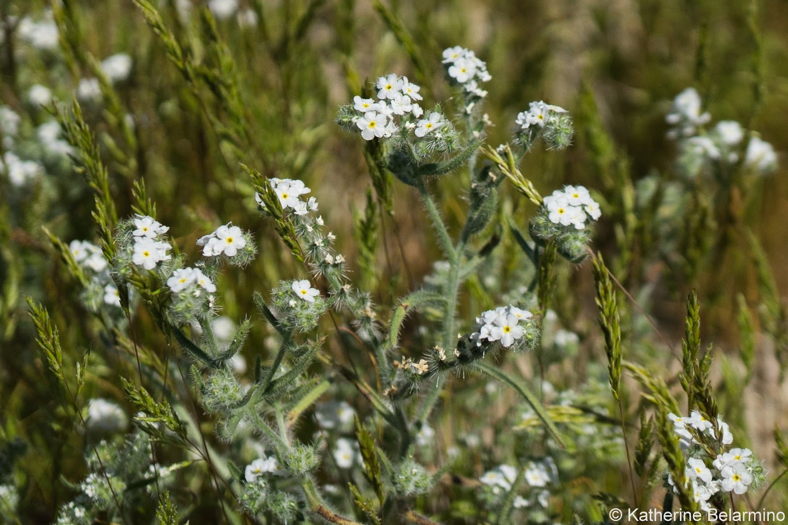 Hurry to See Anza-Borrego Wildflowers Before They’re Gone! | Travel the ...