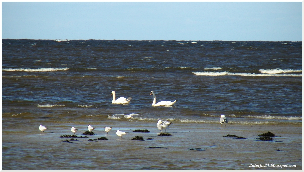 Latvija: Jūrmalas zvejniekciemi: Ragaciems, Lapmežciems, Bigauņciems
