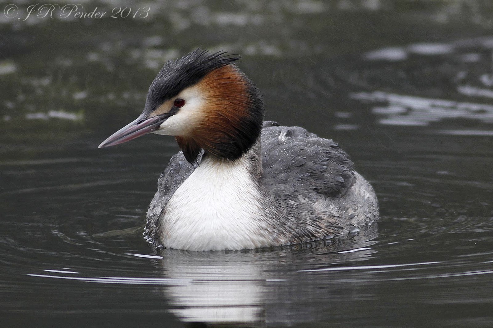 Joe Pender Wildlife Photography: Great Crested Grebe