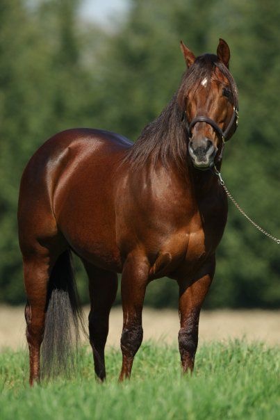 Cavalos | Belas Imagens de Cavalos