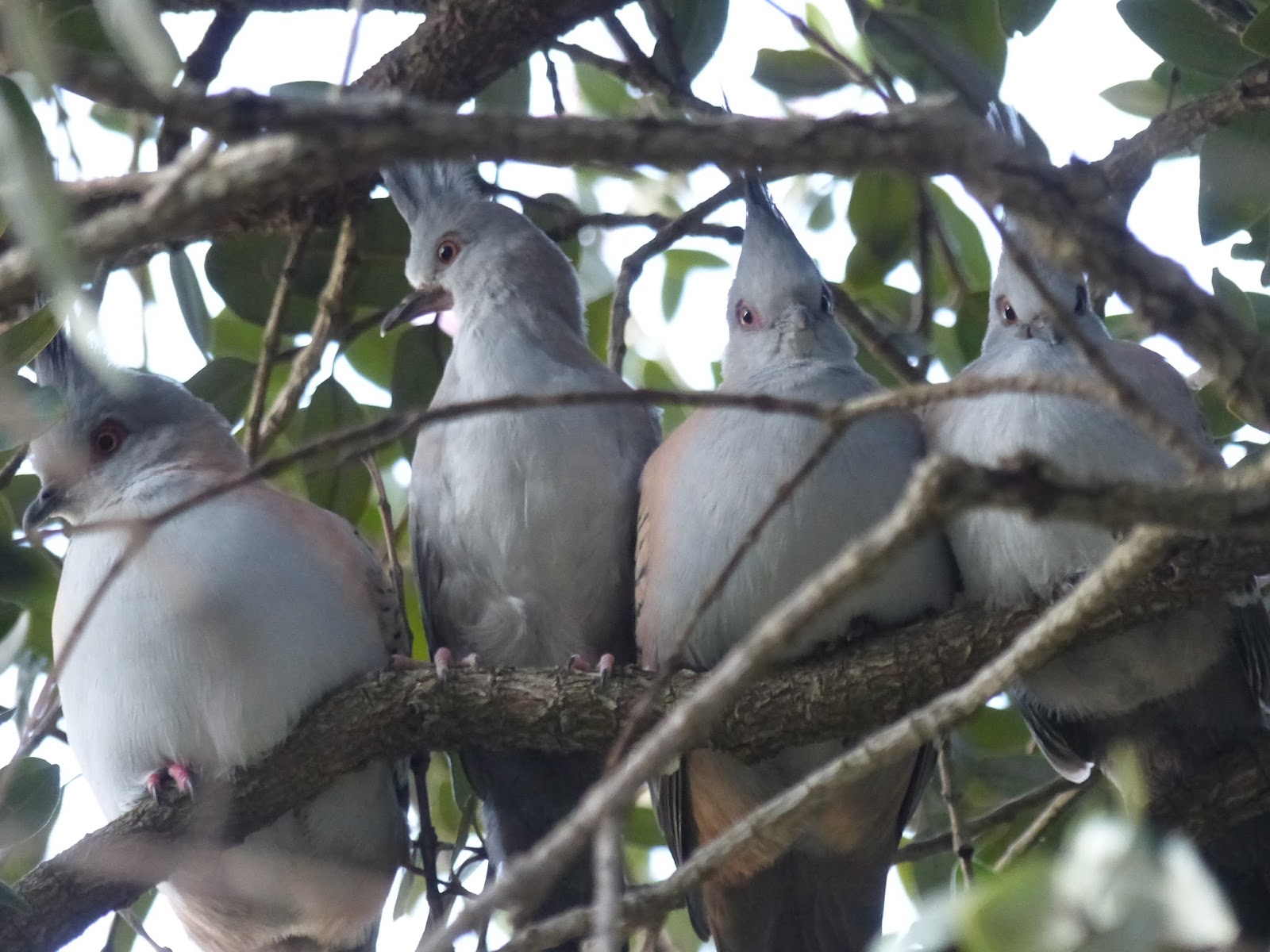 monique's mess: Four Calling Birds