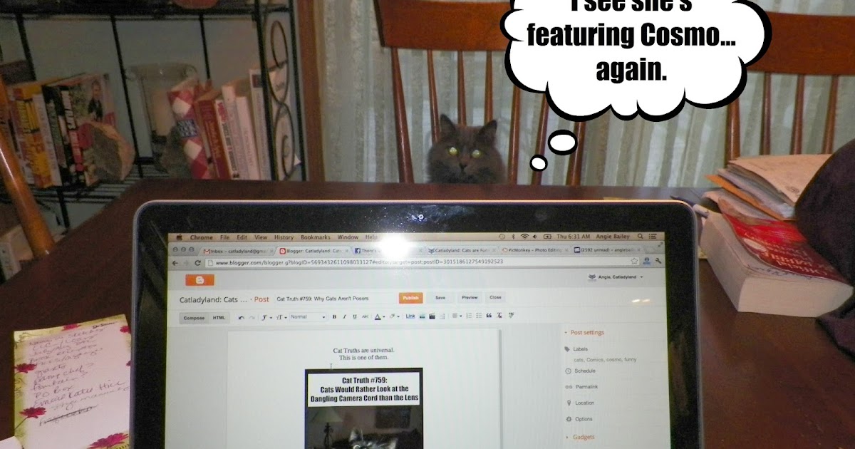 Catladyland: Cats are Funny: Jealous Cat Calls Me Out