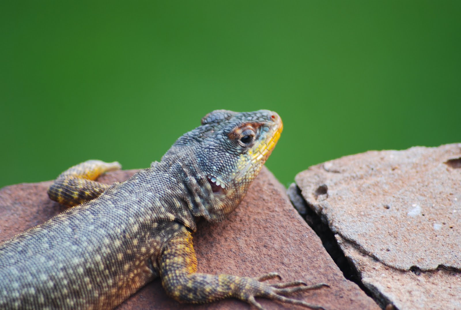 Donald and Esther's Travels: Reptiles and Amphibians of Brazil