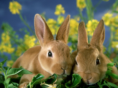 Rex Rabbit | The Life of Animals