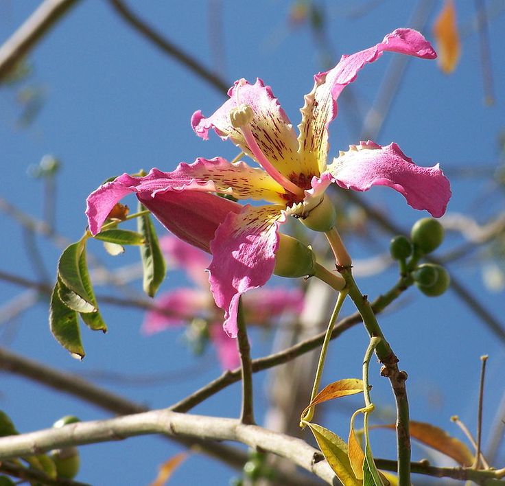 Paineira-rosa - Ceiba speciosa