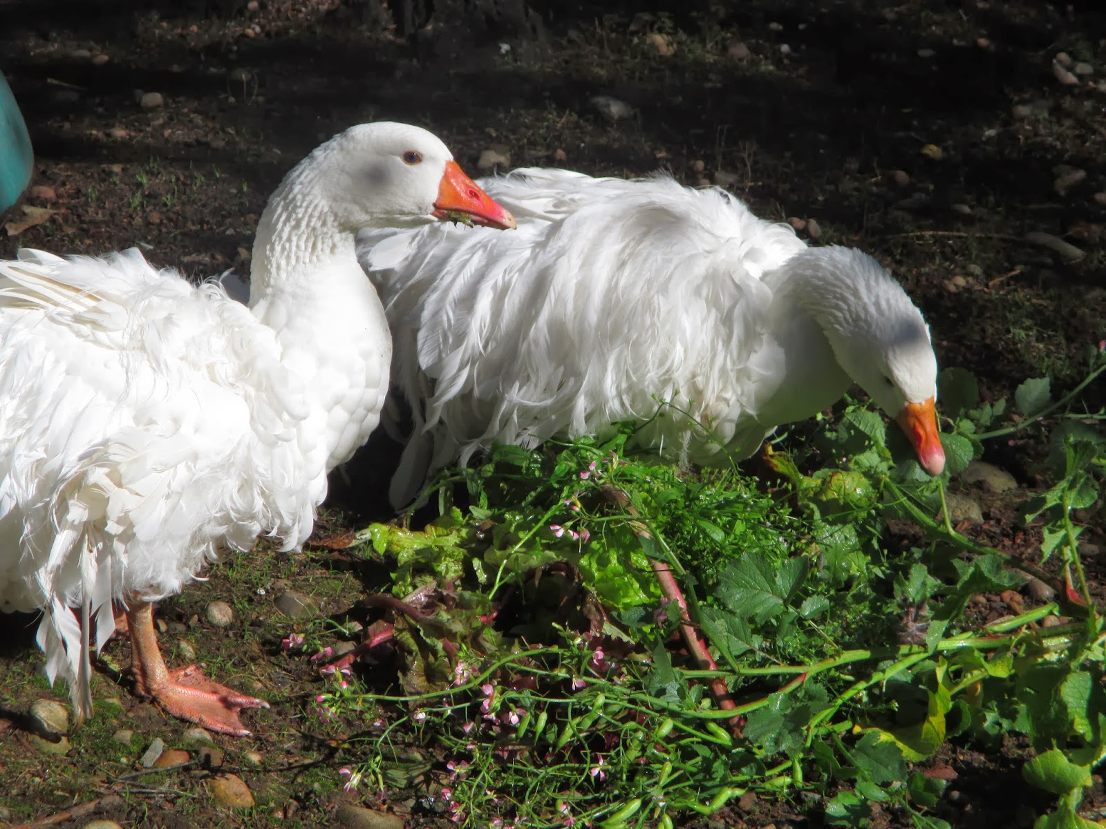 Just Chickens...: Sebastopol Geese ~ Ella & Fella
