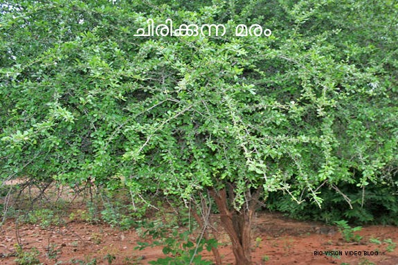 LAUGHING TREE / ചിരിക്കുന്ന മരം