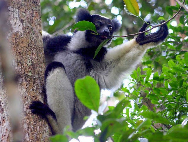 Indri | The Life of Animals
