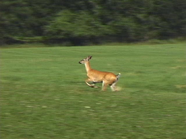 LIVING THINGS & NON LIVING THINGS: WHAT LIVING THINGS CAN DO