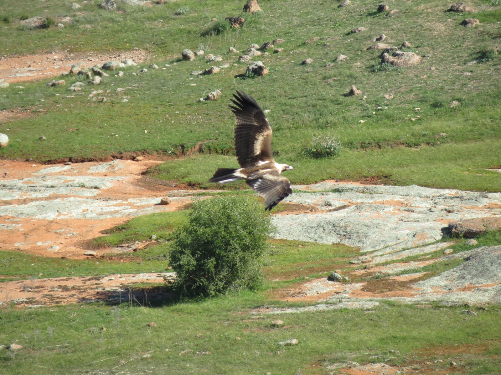 The Travelling Novocastrians