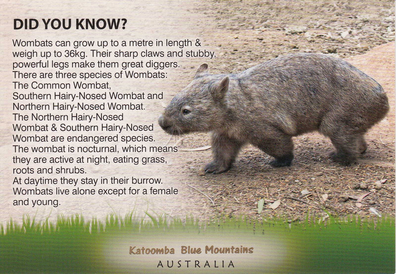 My postcard and stamp week: Australia: Wombat in the Blue Mountains