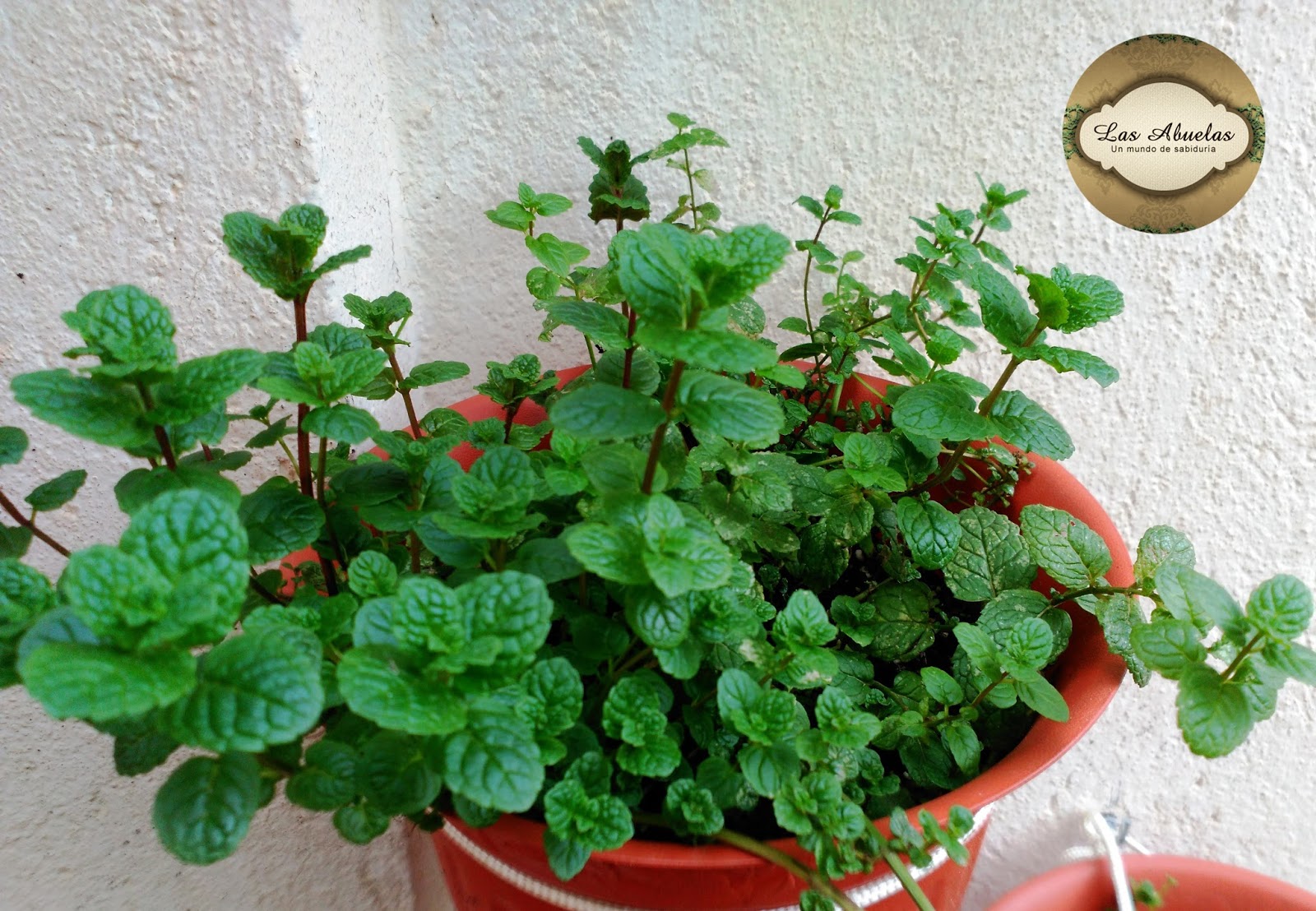 Las abuelas un mundo de sabiduria: Poder curativo de la hierbabuena