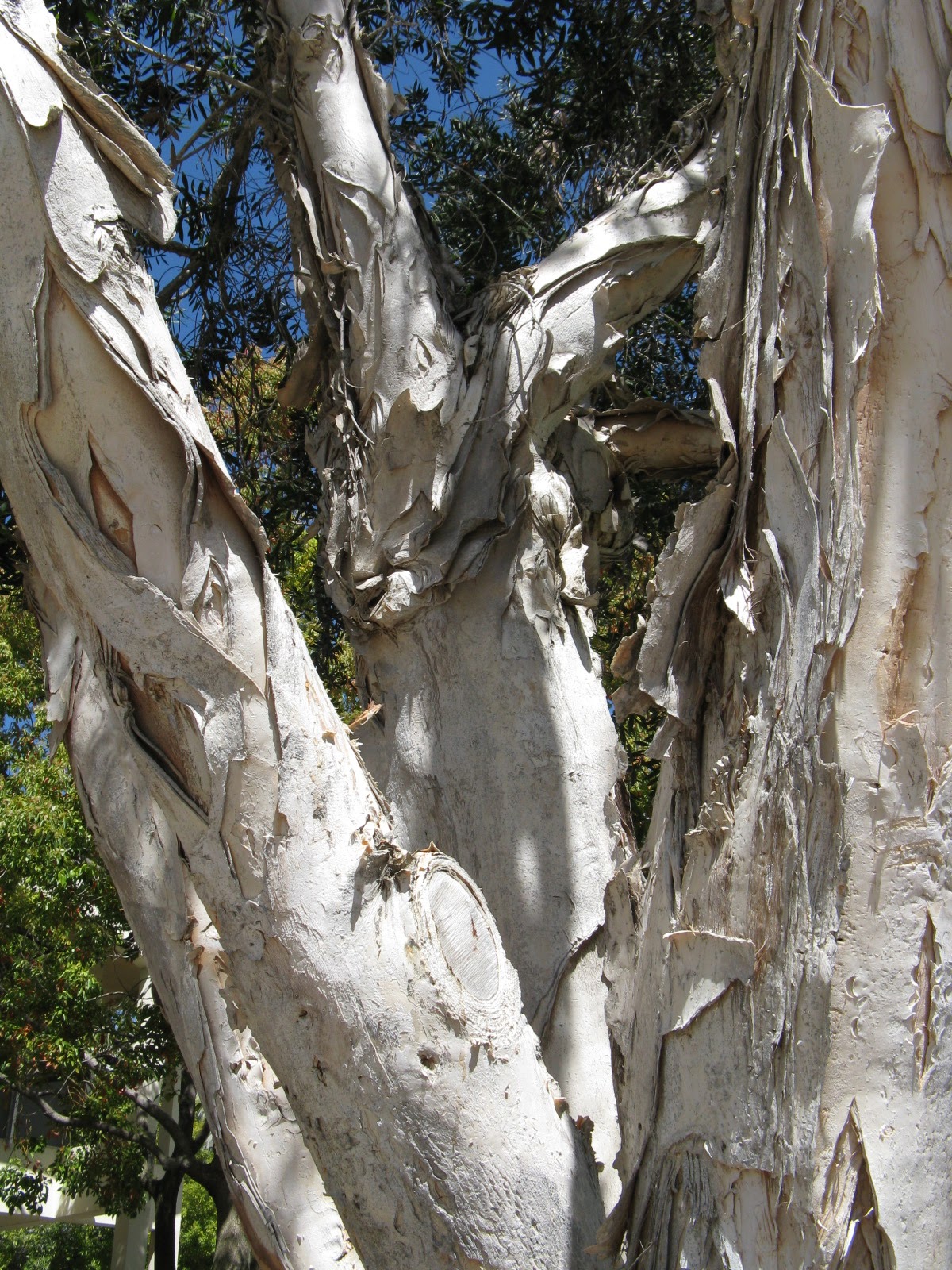 Trees of Santa Cruz County: Melaleuca quinquenervia - Paperbark Tea tree