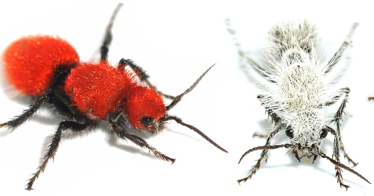 Arizona: Beetles, Bugs, Birds and more: Why is the sting of Velvet Ants ...