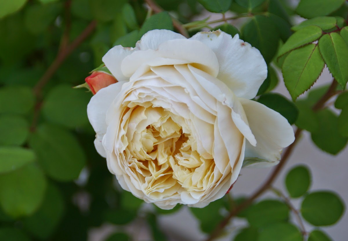 Organic Garden Dreams: June Roses