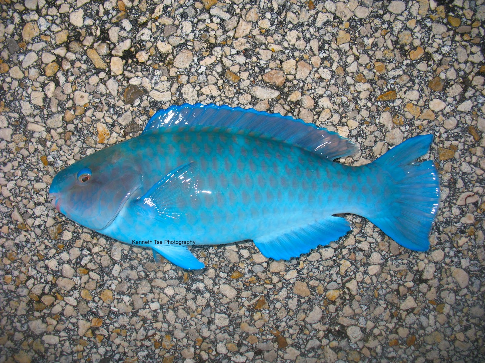 Blue Parrotfish