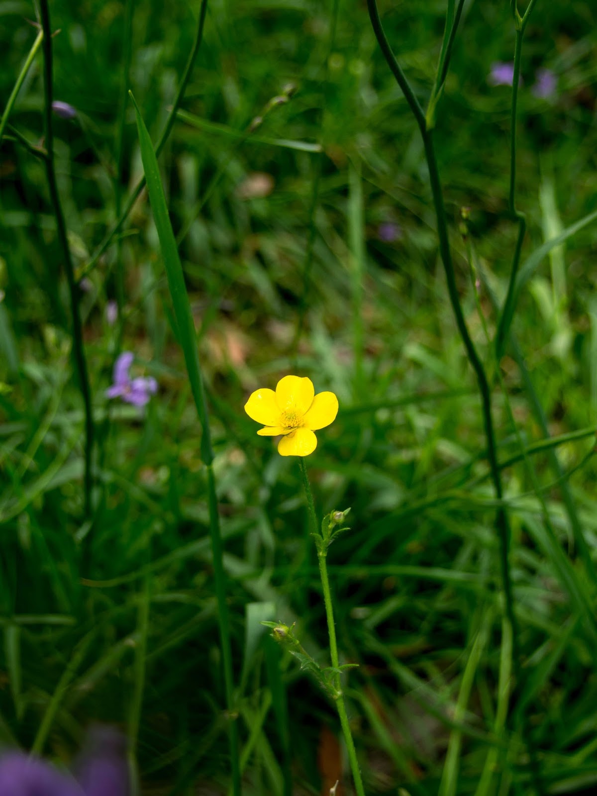 BIRDS of KILMORE, AUSTRALIA: Wild Flower Time in Kilmore
