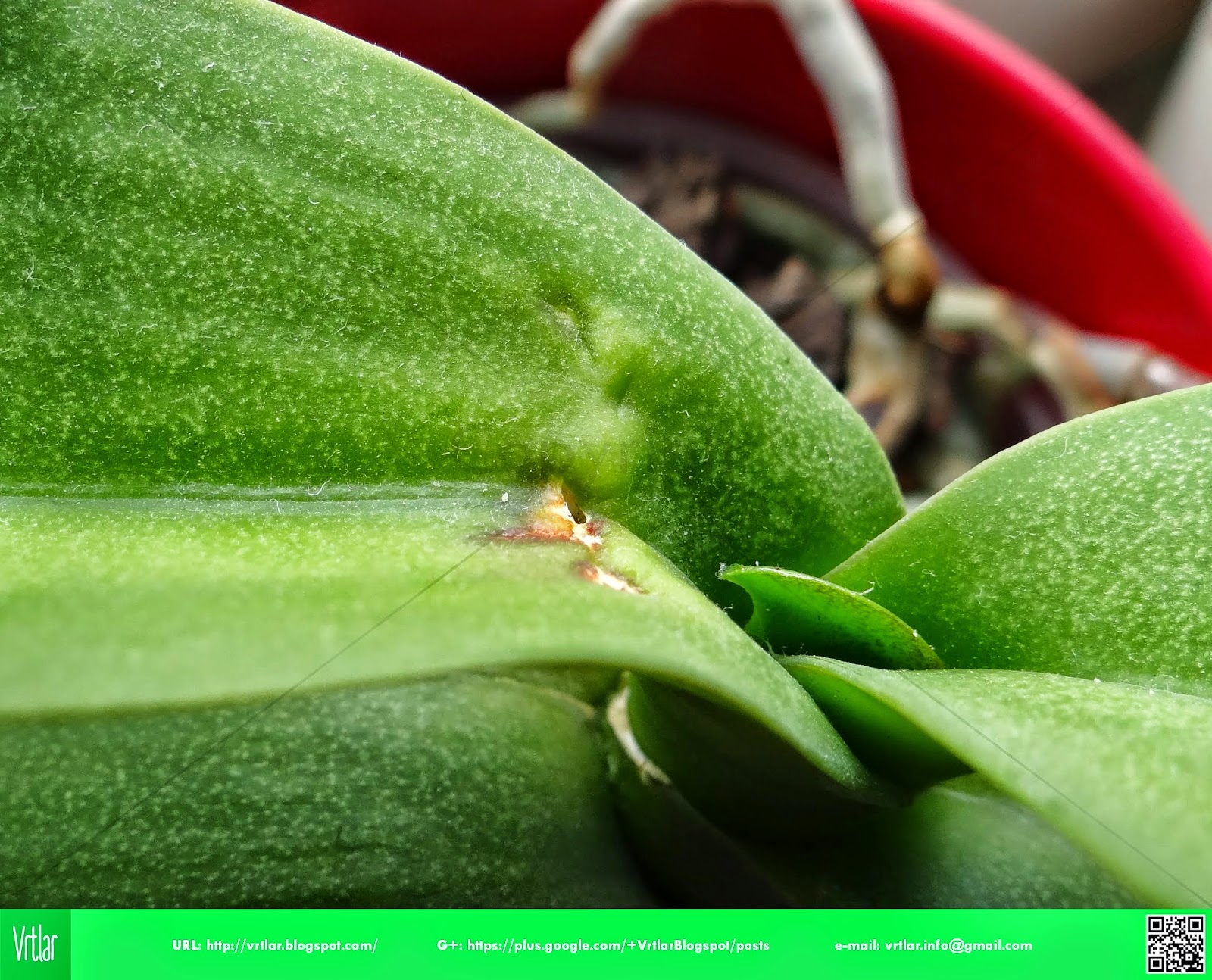 Orhideje - općenito ~ Vrtlar