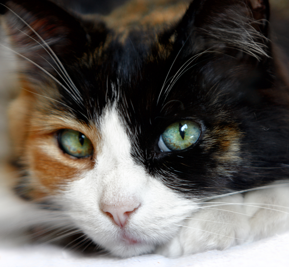 Bishop Ranch Veterinary Center: June is Adopt a Shelter Cat Month! Bishop Ranch Veterinary Center: June is Adopt a Shelter Cat Month!