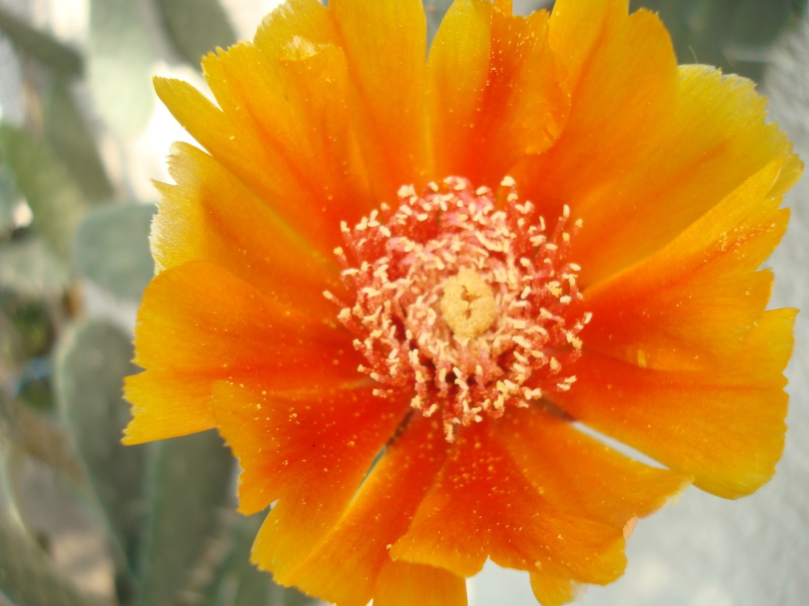 sancarlosfortin: flor de nopal opuntia elatior