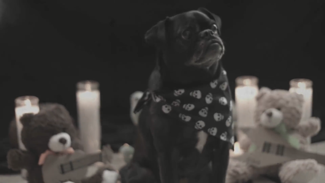 The Metal Madness News!: A Pug Is A Frontman In A Band