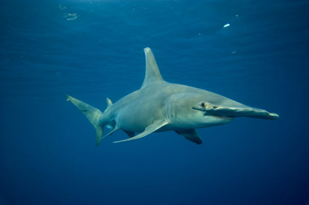 7 Jenis Hiu Terbesar di Dunia | Kampung Hambaro