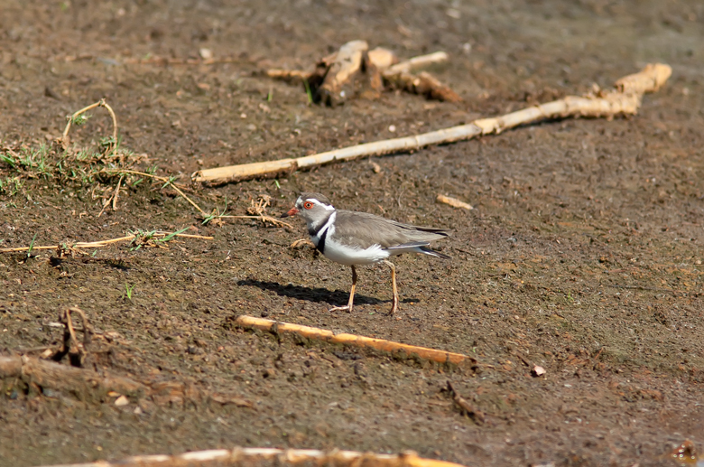 Rondebult Bird Sanctuary Diary